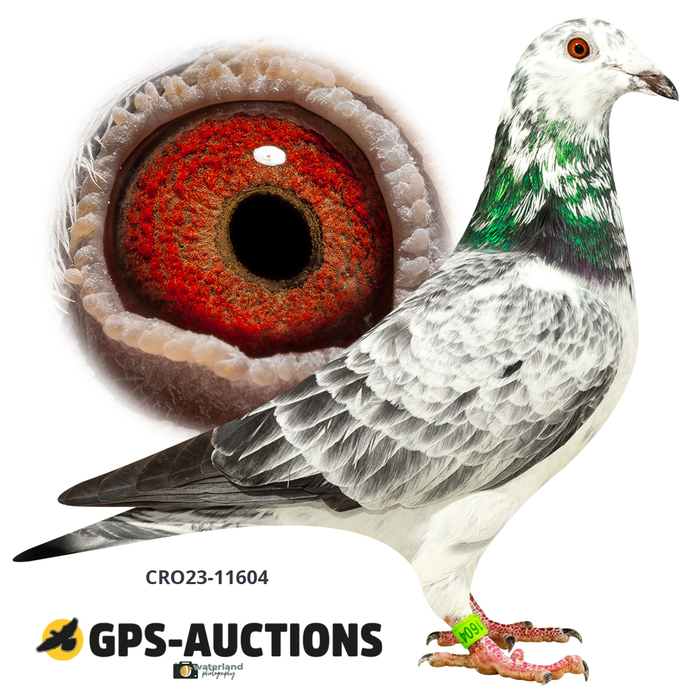 Goran Gusak - Part 6 - GPS-Auctions