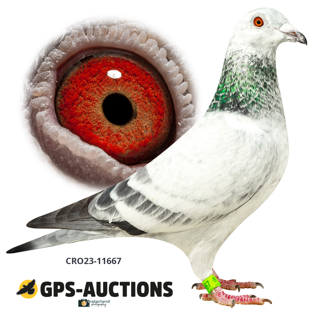 Goran Gusak - Part 6 - GPS-Auctions