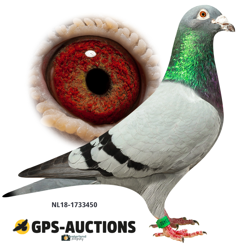 Dutch Originals - GPS-Auctions