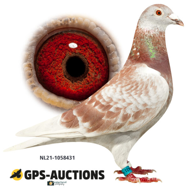 G. & H. Calis 特惠 - GPS-Auctions