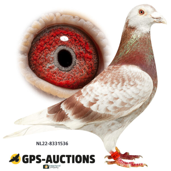 G. & H. Calis 特惠 - GPS-Auctions