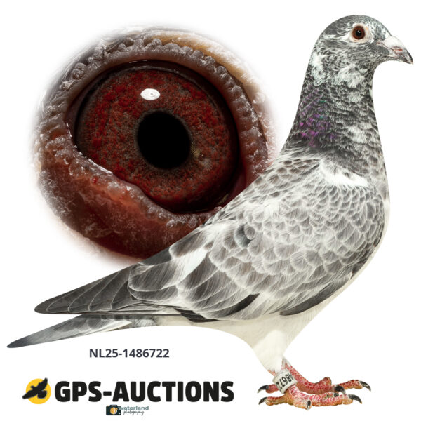 GSP-Gstaad Sport Pigeons - Part 6 - GPS-Auctions