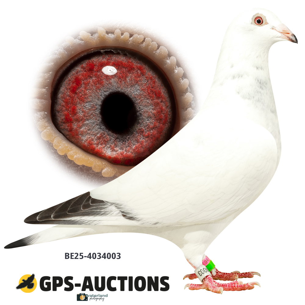 Grizzle Bears (Eddy Den Haese) - Breeding loft "Molenzicht" - GPS-Auctions