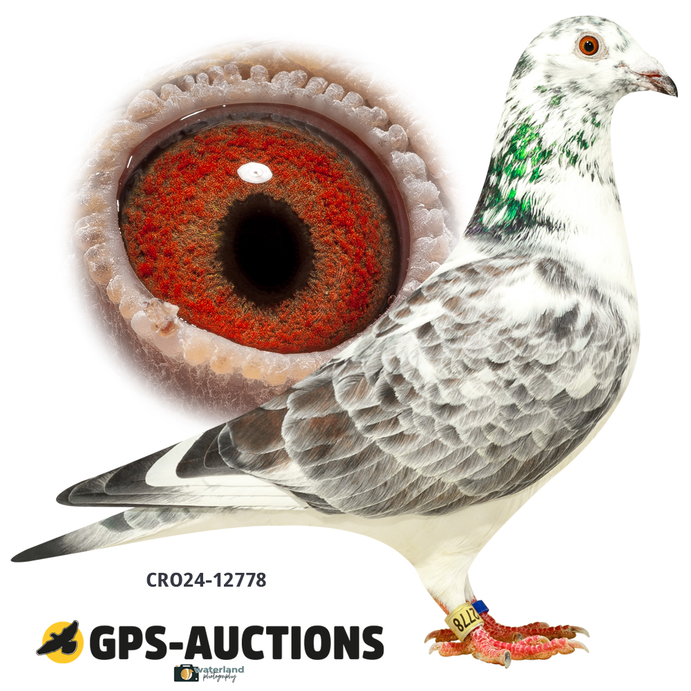 Goran Gusak - Part 4 - GPS-Auctions