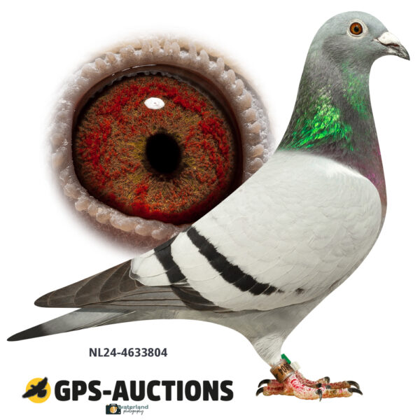 Belgium Speed Pigeons - GPS-Auctions