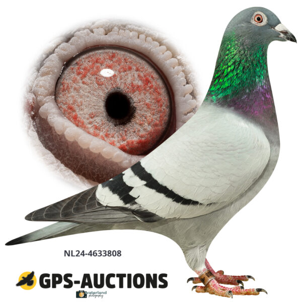 Belgium Speed Pigeons - GPS-Auctions