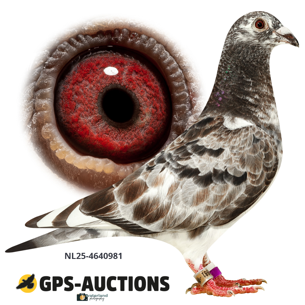Belgium Speed Pigeons Part 2 - GPS-Auctions