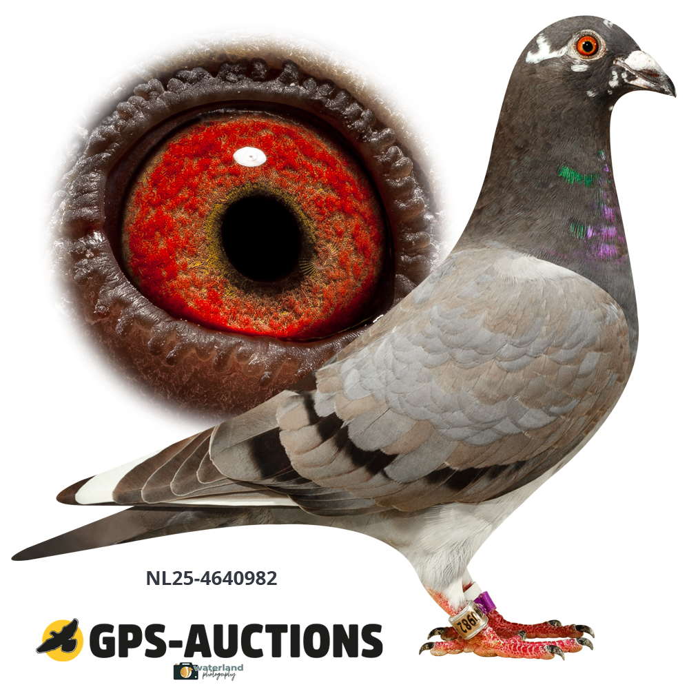 Belgium Speed Pigeons Part 2 - GPS-Auctions