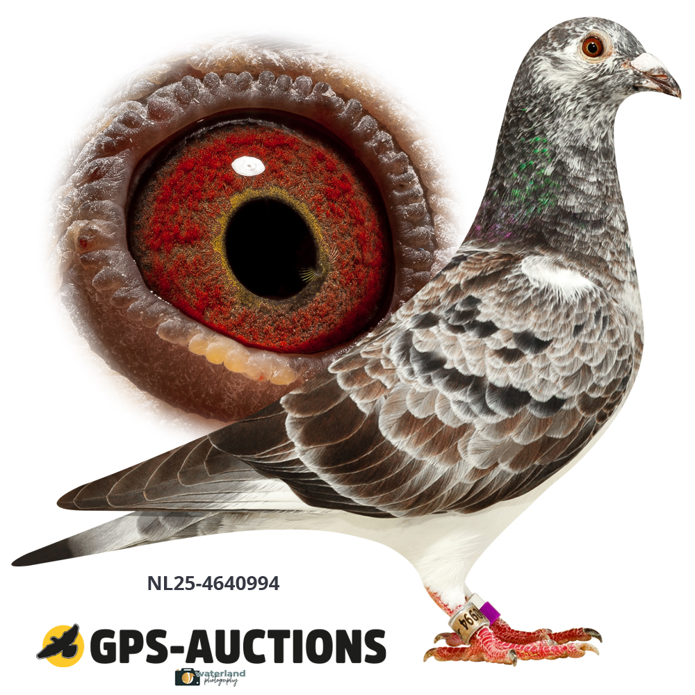 Belgium Speed Pigeons Part 2 - GPS-Auctions
