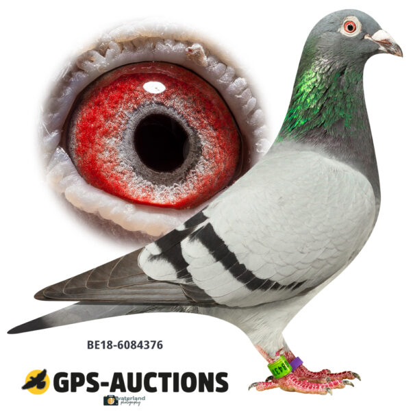 Dirk van Dyck – Speciale Stef Bals - GPS-Auctions