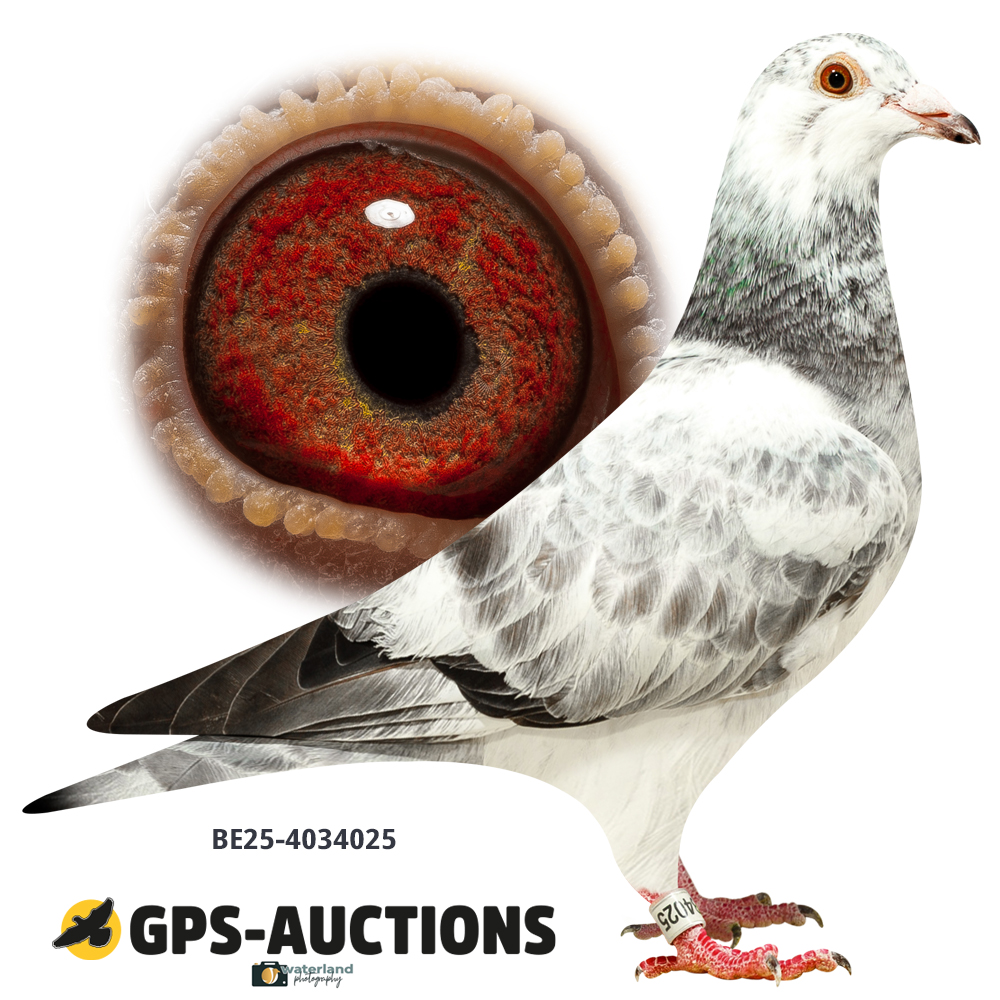 The Grizzle Bears (Eddy den Haese) - GPS-Auctions