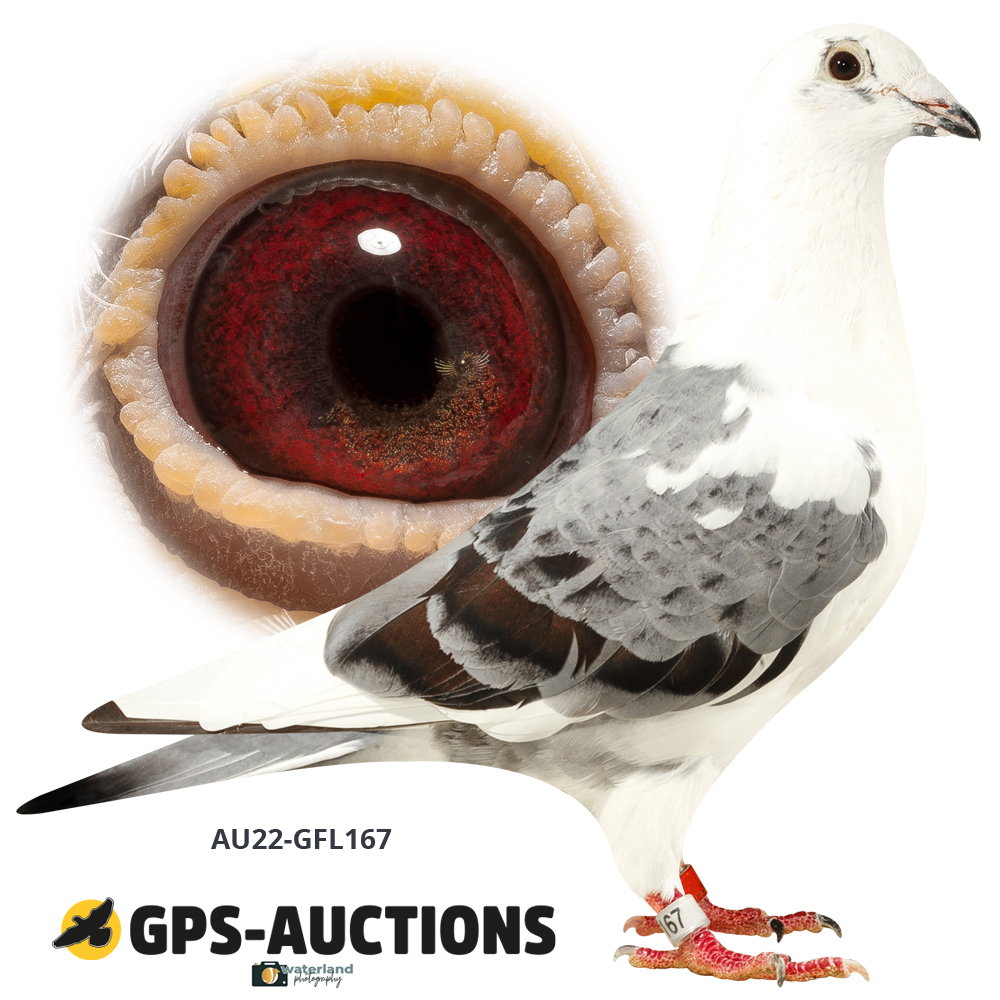 Licitația Mondială de Porumbei - GPS-Auctions