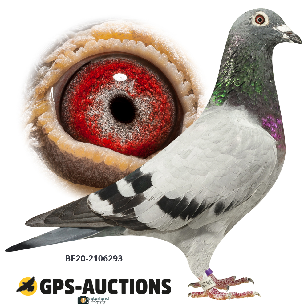 The Speed Collection - GPS-Auctions