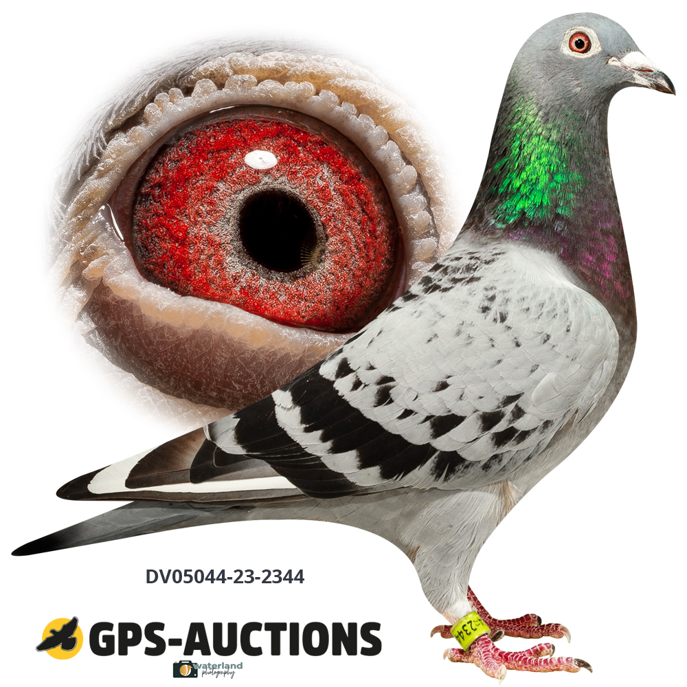 GSP - Gstaad Sport - Part 2 - GPS-Auctions