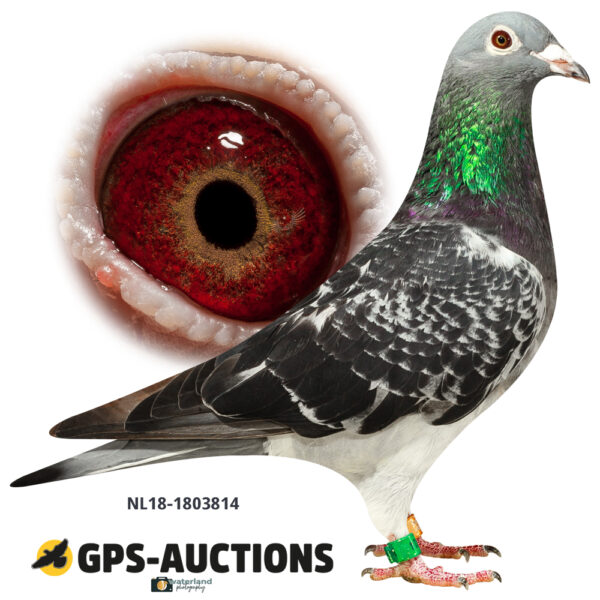 The Machiel Buijk Special - GPS-Auctions