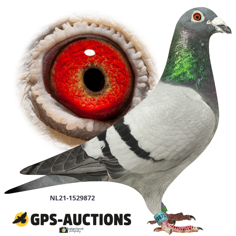Johan de Vries Collection - GPS-Auctions