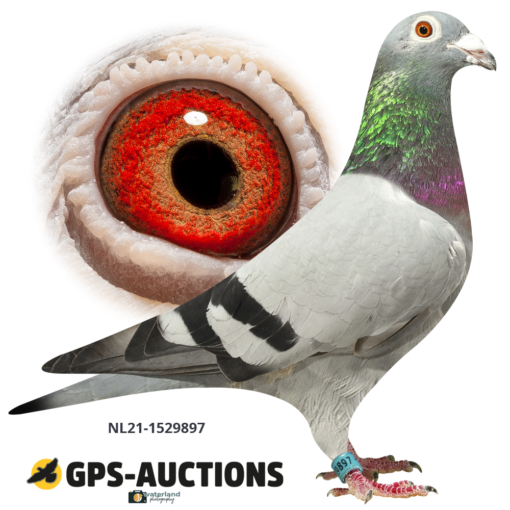 Colección Johan de Vries - GPS-Auctions