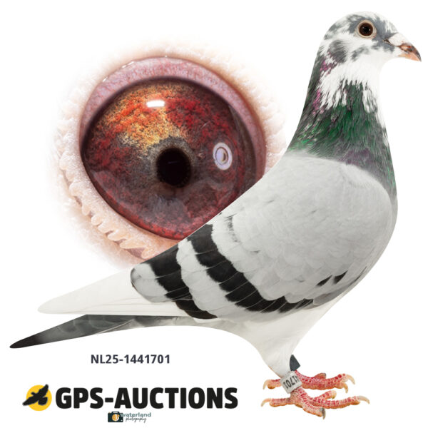 Lucie van Es Pigeons - GPS-Auctions
