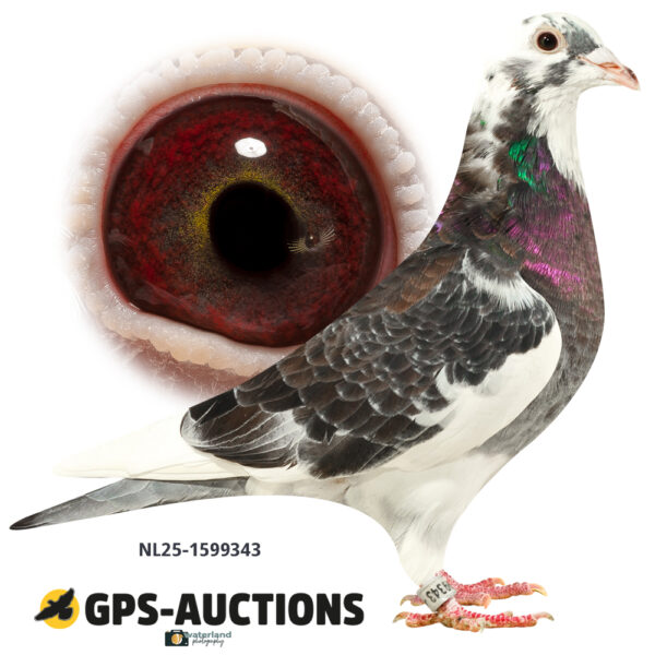 The Machiel Buijk Special - GPS-Auctions