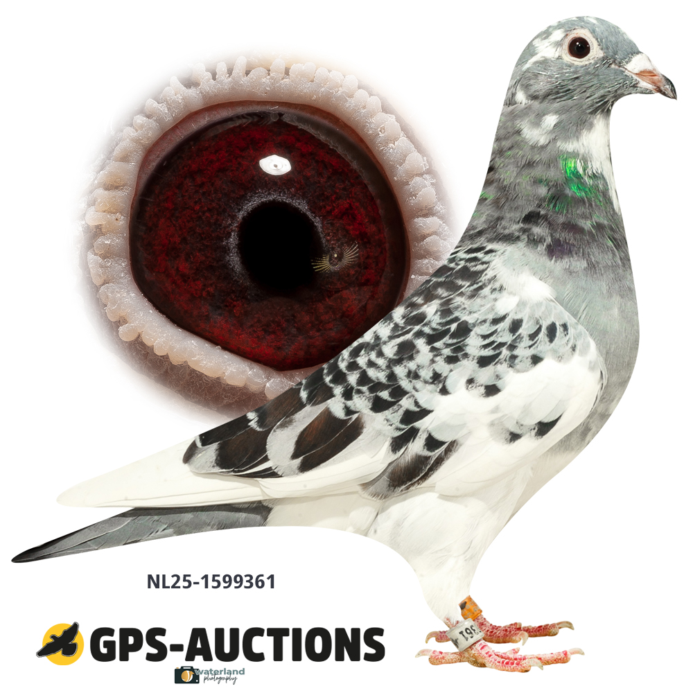 The Machiel Buijk Special - GPS-Auctions
