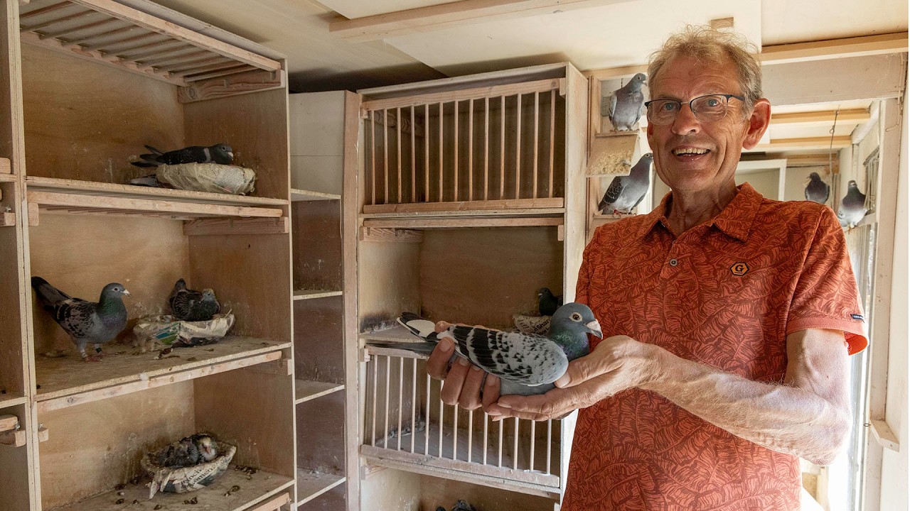 Jan Polder, the marathon icon with three first national ace pigeons in ...