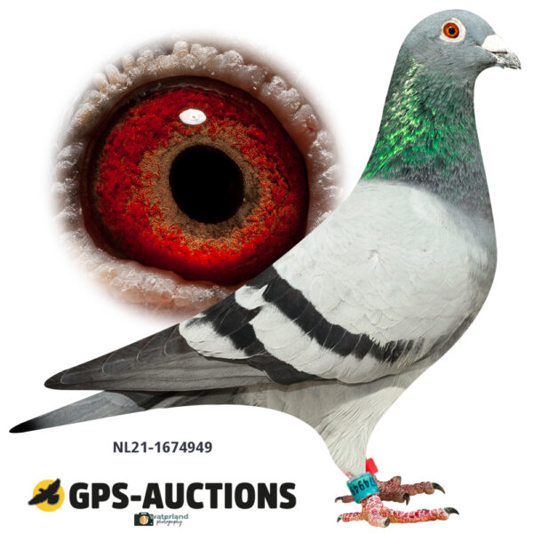 Le Spécial Allround Hollandais - GPS-Auctions