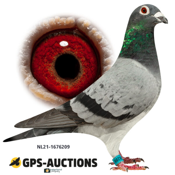 Le Spécial Allround Hollandais - GPS-Auctions