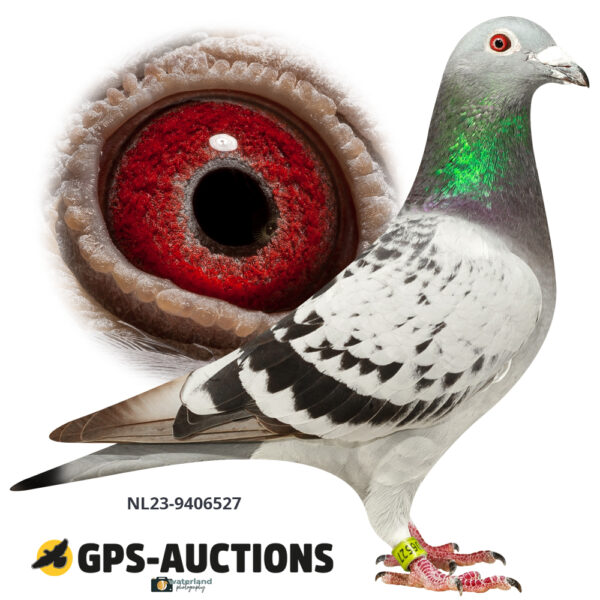 Bernard van Oerle - GPS-Auctions