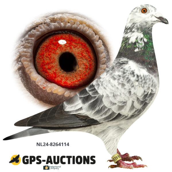 Belgium Speed Pigeons Part 1 - GPS-Auctions