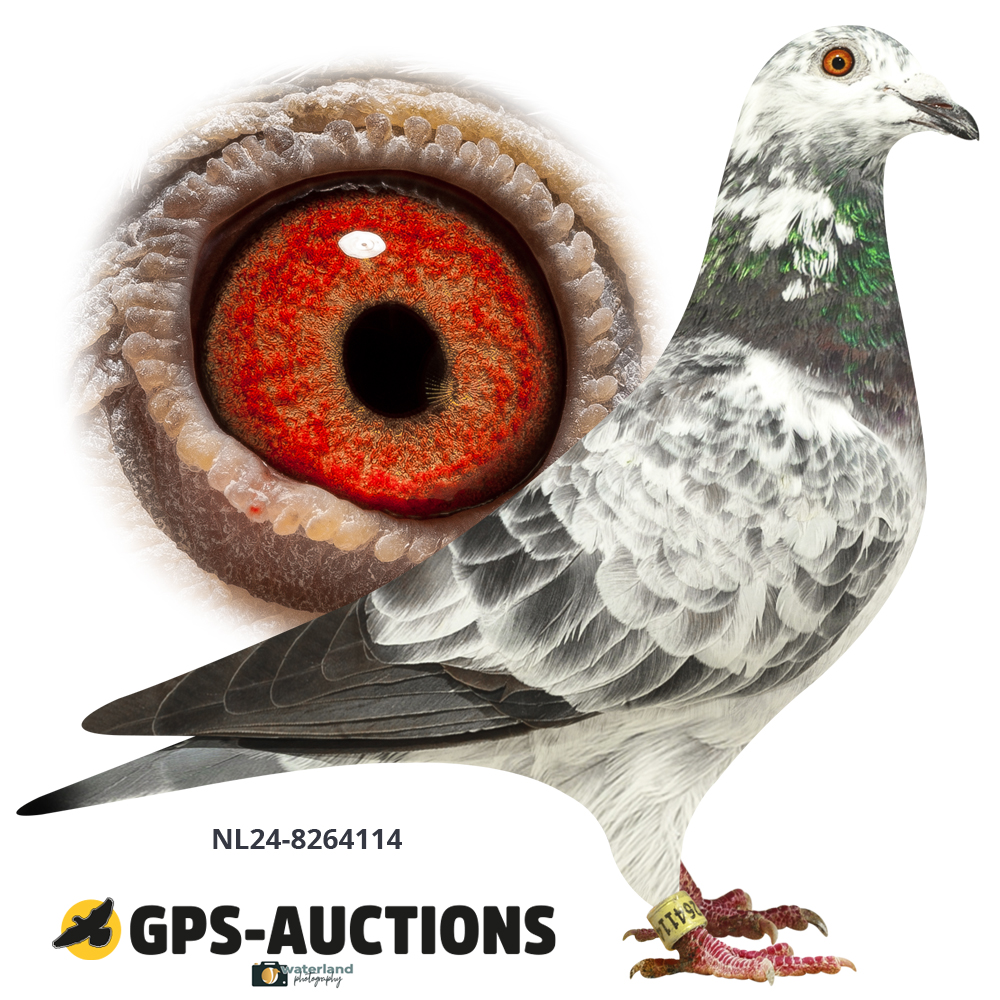 Belgium Speed Pigeons Part 1 - GPS-Auctions