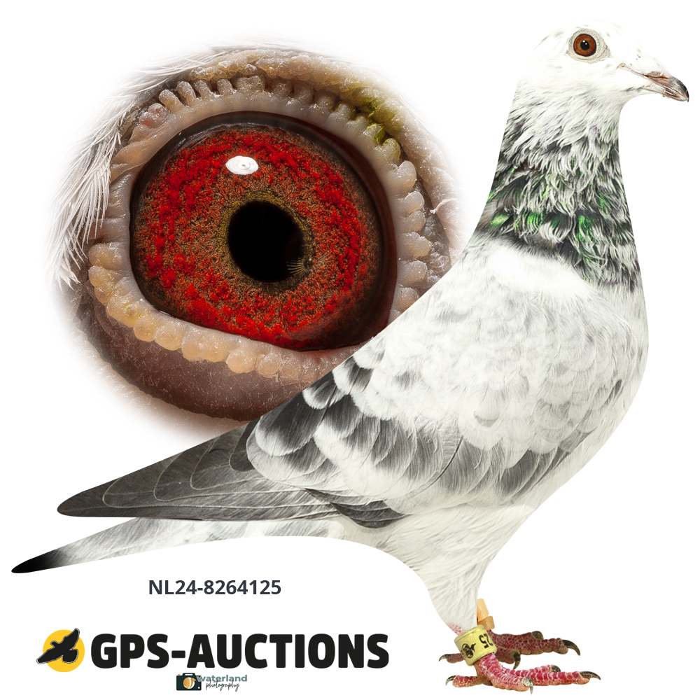 Belgium Speed Pigeons Part 2 - GPS-Auctions