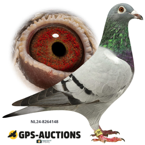 Belgium Speed Pigeons Part 1 - GPS-Auctions
