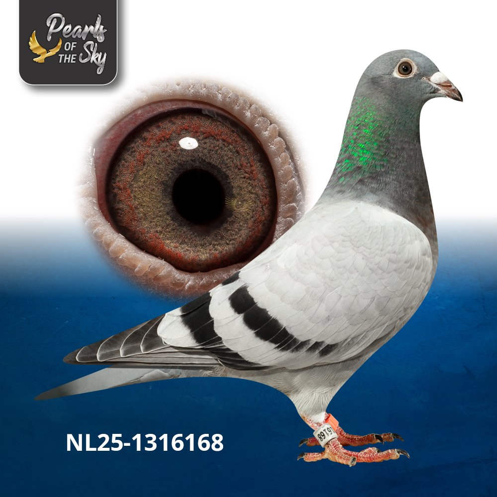 Perlele Cerului 2025 – Partea a 5-a - GPS-Auctions