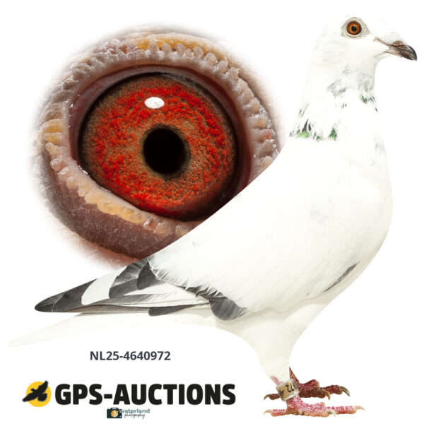Belgium Speed Pigeons Part 1 - GPS-Auctions