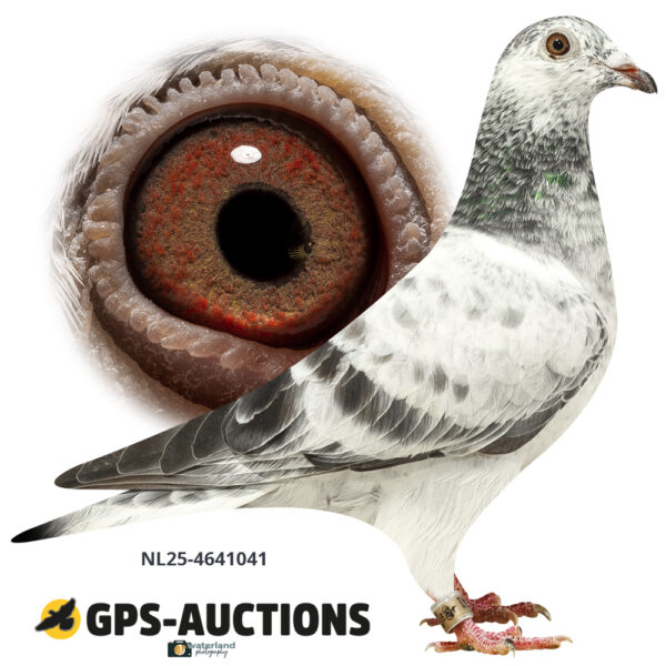 Belgium Speed Pigeons Part 1 - GPS-Auctions