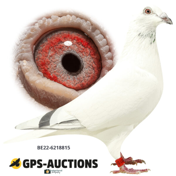 Rene Vervoort Part 1 - GPS-Auctions