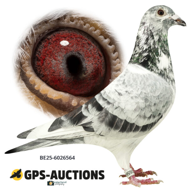The Rudy van Reeth Collection - GPS-Auctions