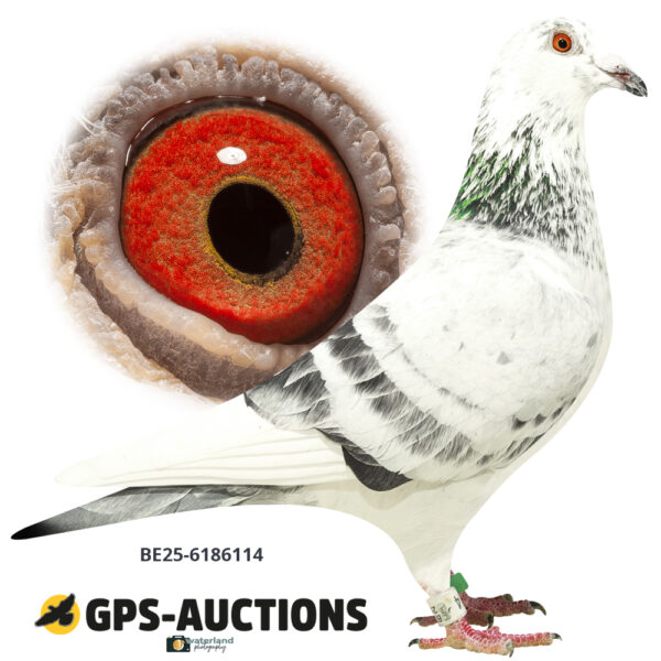 Rene Vervoort Part 1 - GPS-Auctions