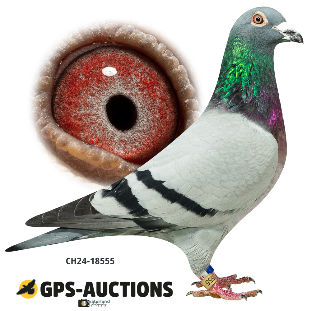 International Top Pigeons - GPS-Auctions