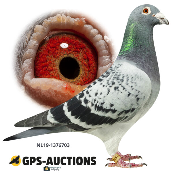 总拍卖 Comb. 马斯 – 路易克斯 – 第一部分 – GPS-Auctions