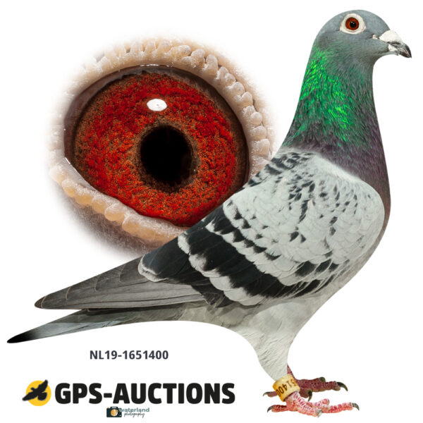 Super Allround Collection - GPS-Auctions