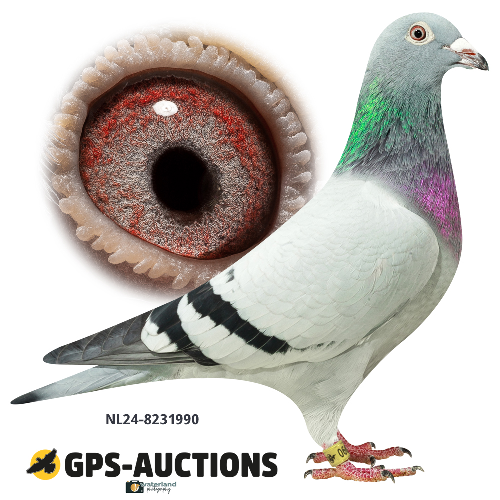 Kevin Corton - GPS-Auctions