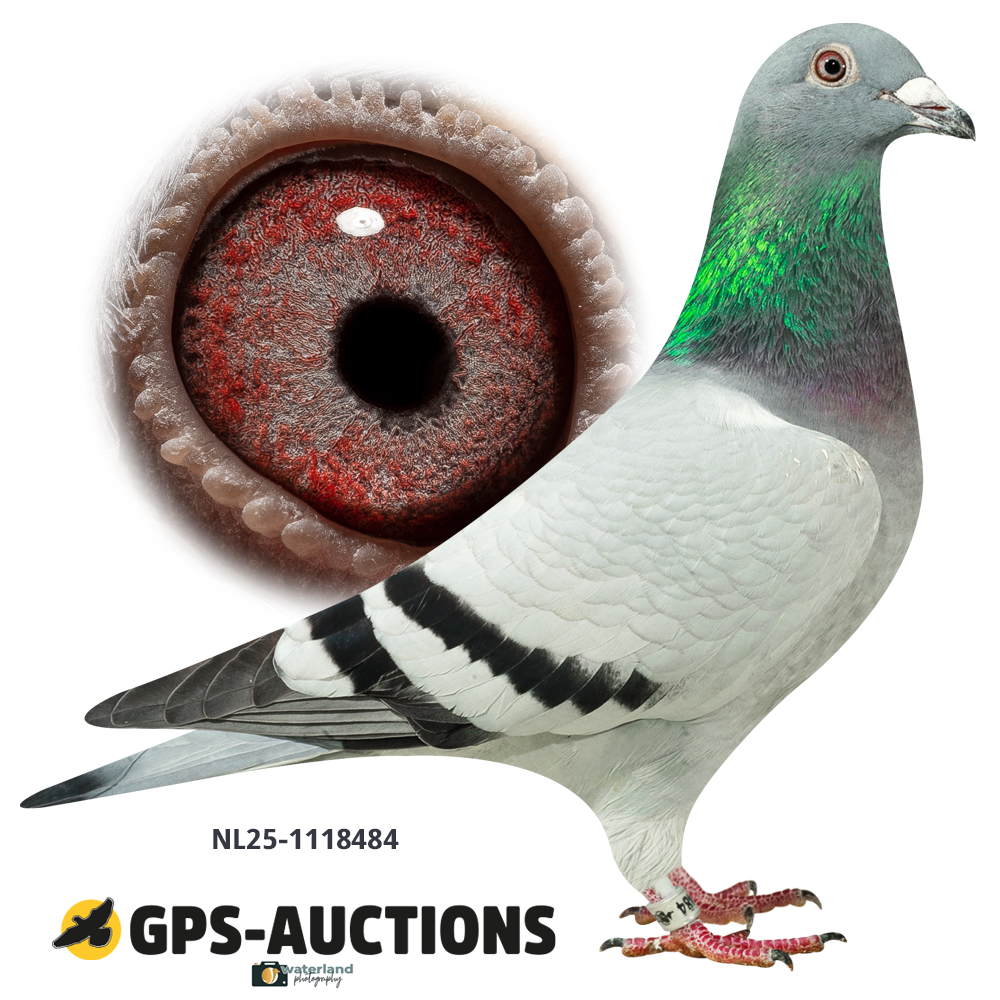 Kevin Corton - GPS-Auctions