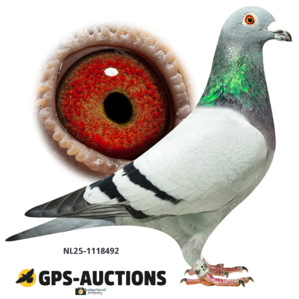 Kevin Corton - GPS-Auctions
