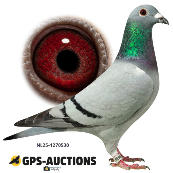 Richard van den Bos - GPS-Auctions