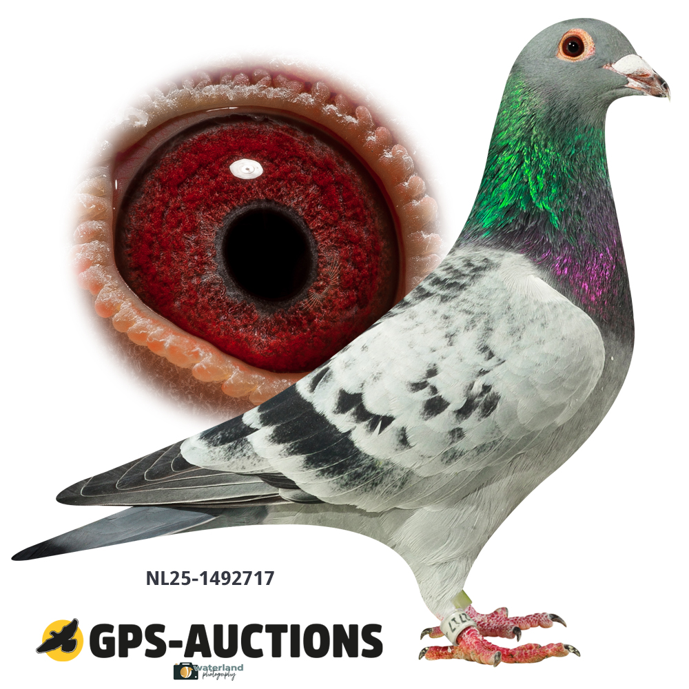 Ype Hemstra - Finn Special - GPS-Auctions