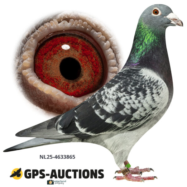 Belgium Speed Pigeons Part 1 - GPS-Auctions