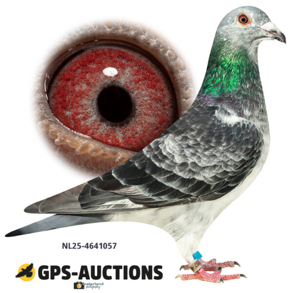 Belgium Speed Pigeons Part 1 - GPS-Auctions