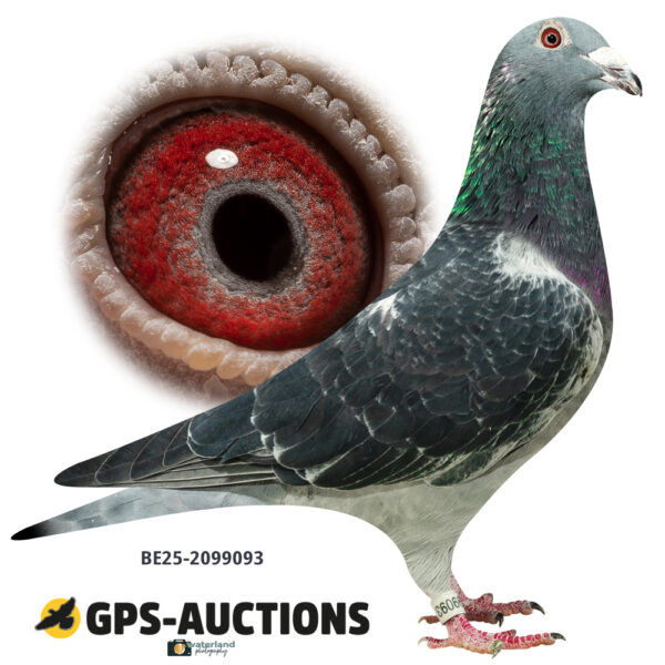 Hannes van Droogenbroeck - GPS-Auctions
