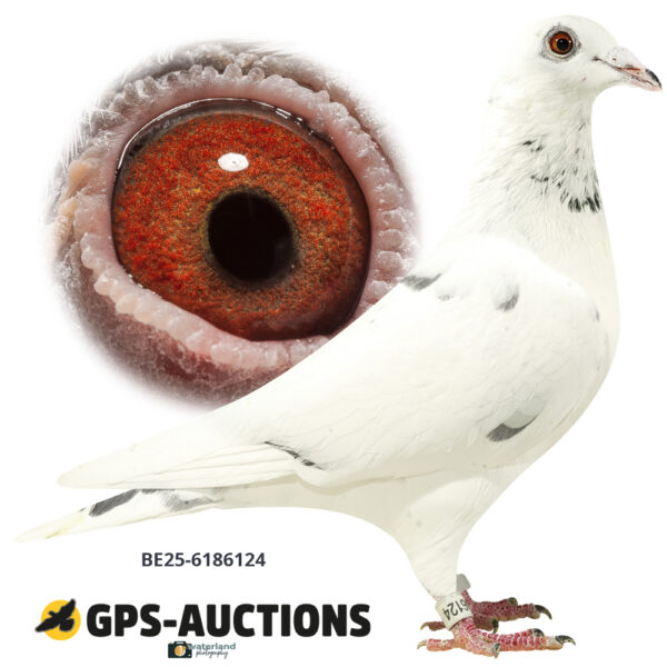 Rene Vervoort - Part 2 - GPS-Auctions